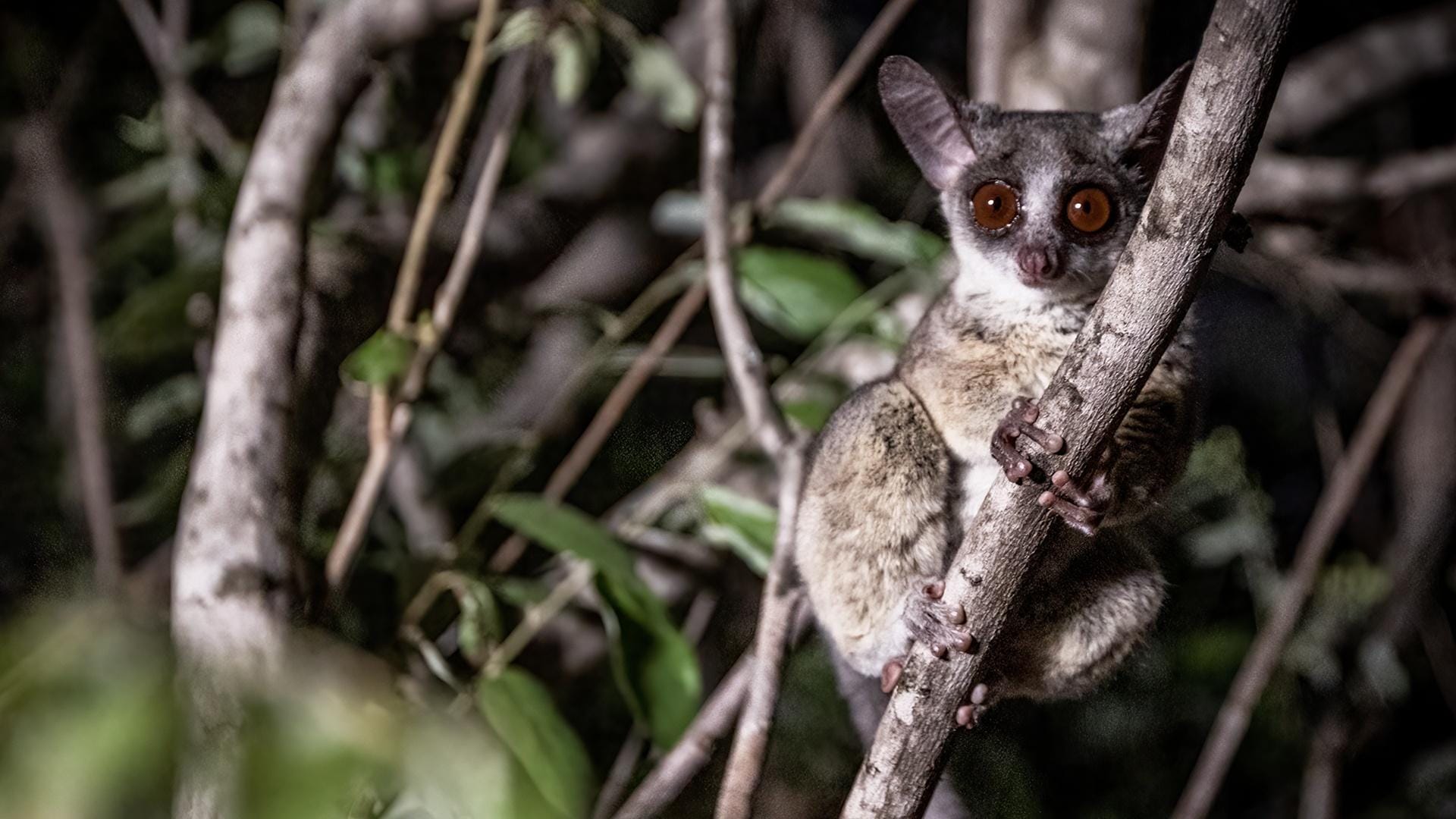 Tiny Bush Baby Hunted by Dangerous Genet | Cascade PBS