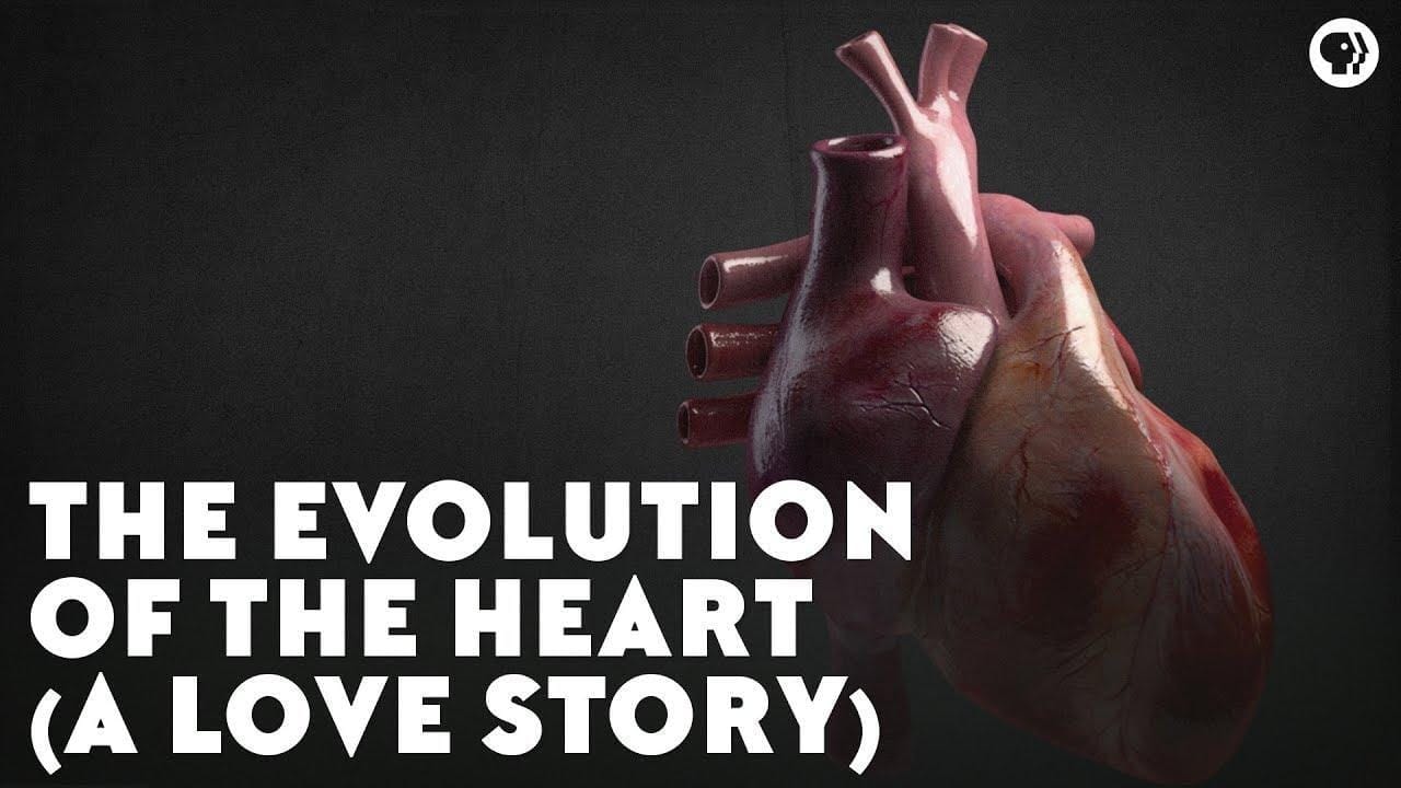 The Evolution of the Heart