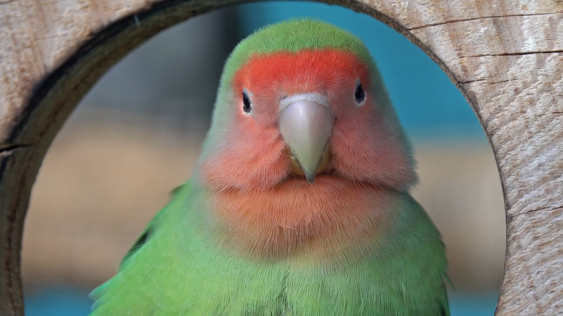 Like monkeys, parrots are also able to travel by suspending their body ...