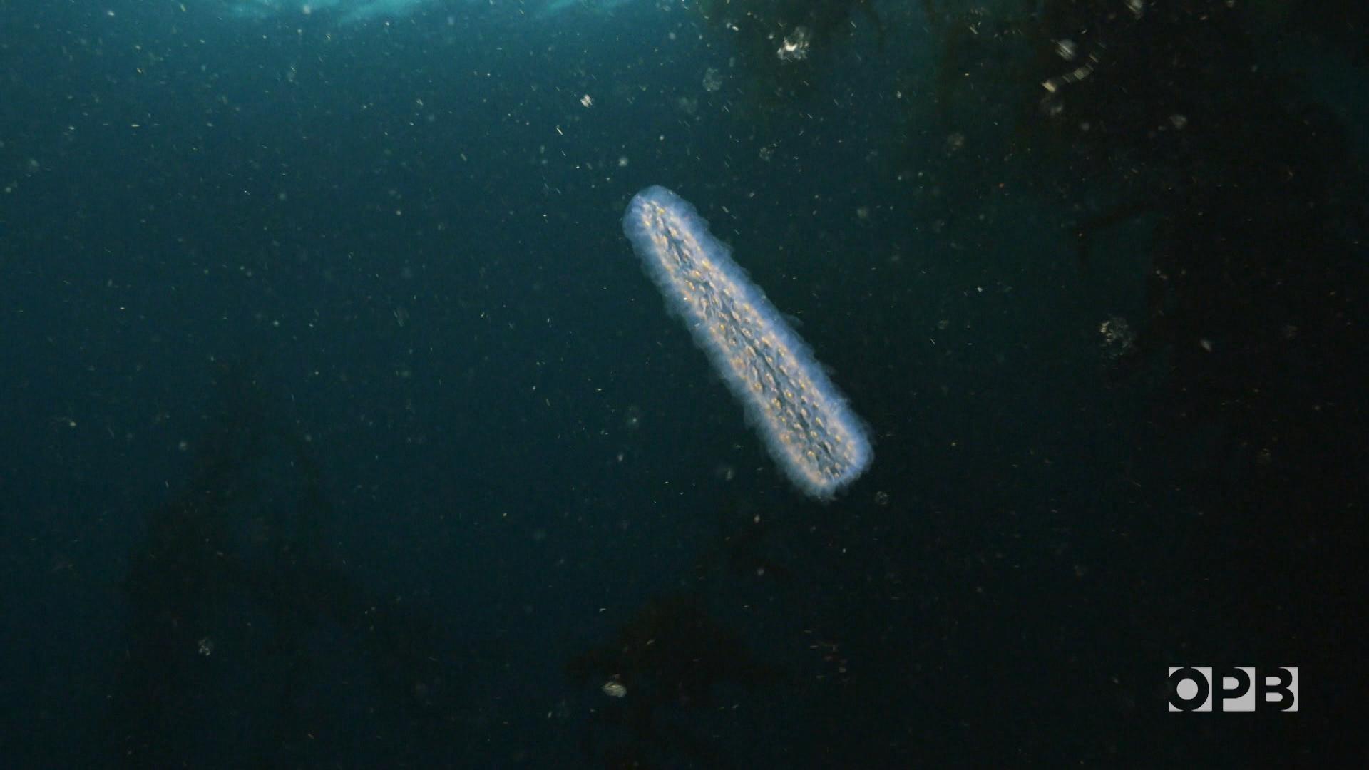 Strange creatures are showing up by the millions along the Oregon coast ...
