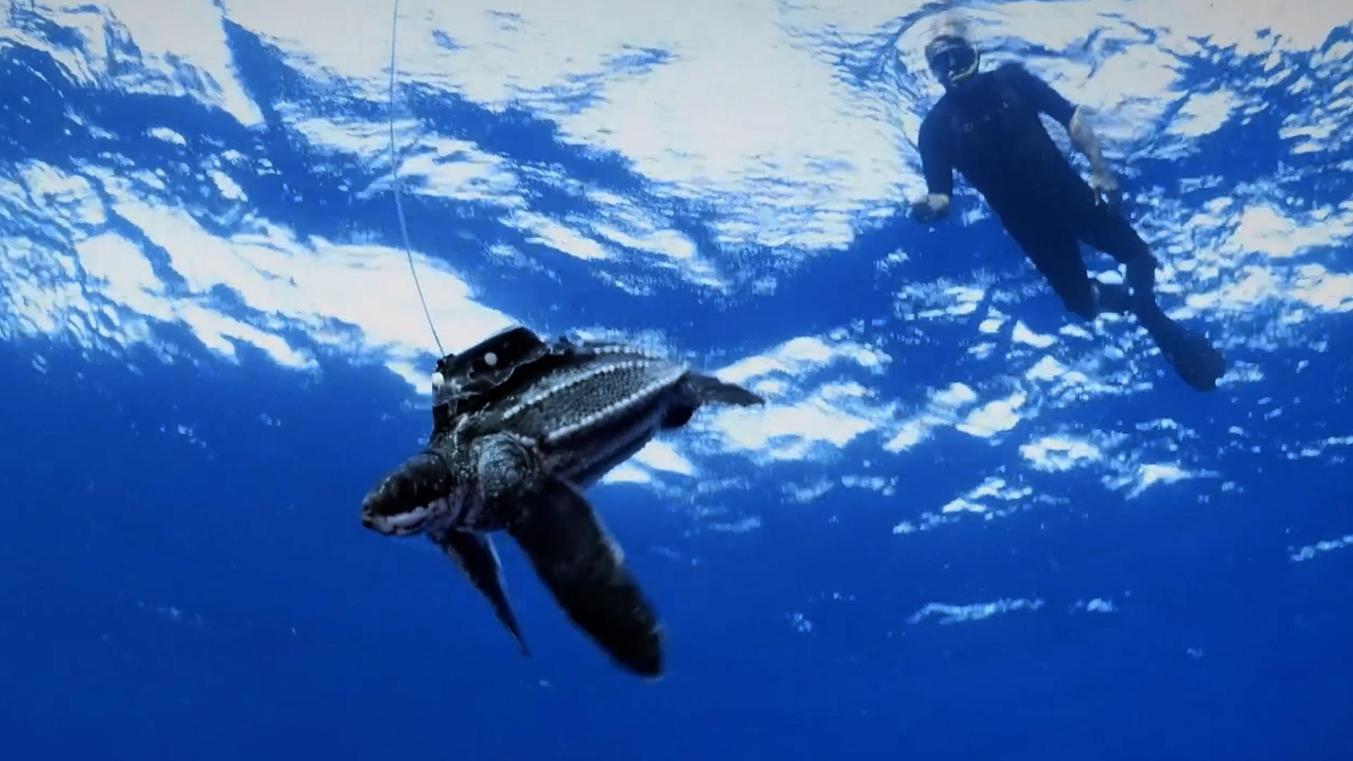 Researchers track the “Lost Years” of leatherback sea turtles.