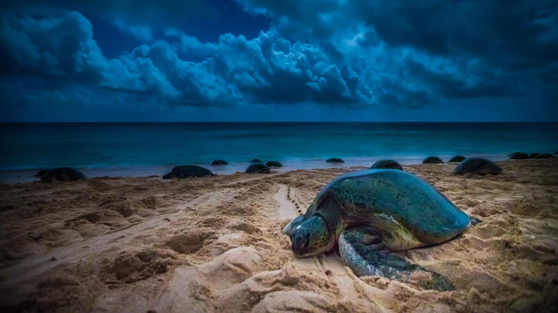 See the island where thousands of green sea turtles come to breed ...