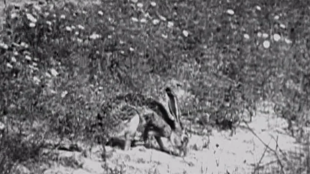 Jack Rabbits | Cascade PBS