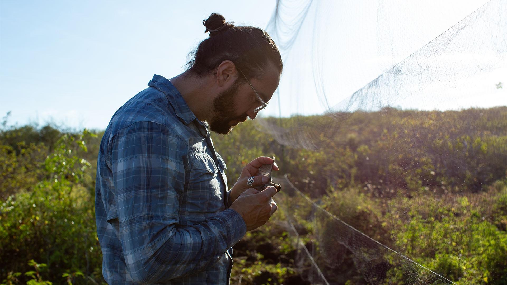 Local researcher Jaime Chaves catches Darwin's finches to study beak ...