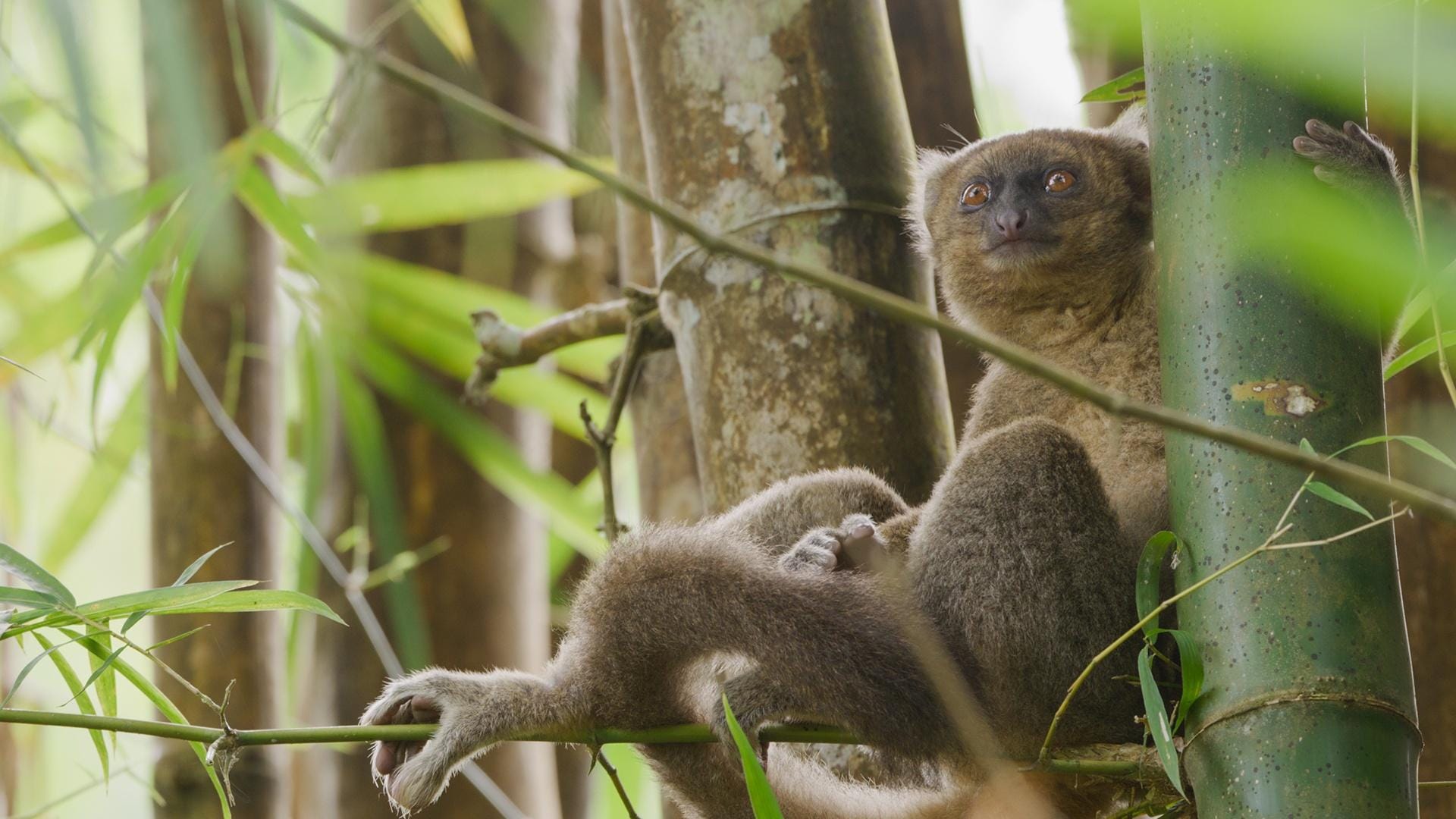 Greater bamboo lemurs, recently thought to be extinct, are critically ...