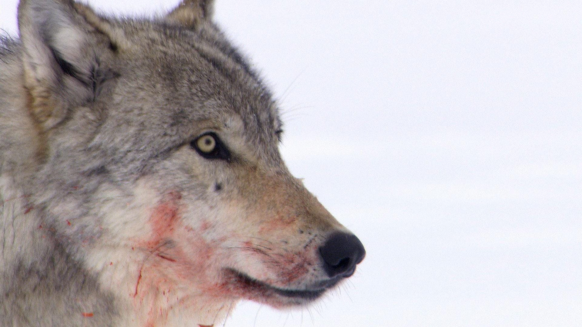 This is the three-year story of the most famous wolf pack in America ...