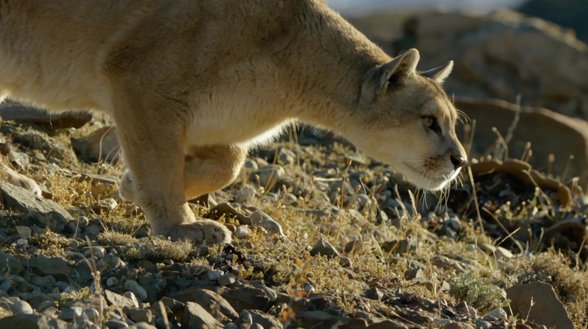 A mother puma hunts in order to feed her three hungry cubs. | Cascade PBS