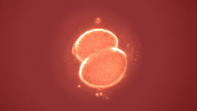 In the Race for Life, Which Human Embryos Make It? | Cascade PBS