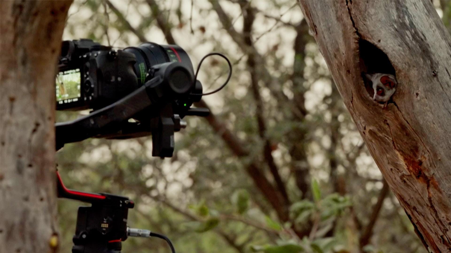 How We Film Tiny Animals | Behind the Scenes | Cascade PBS