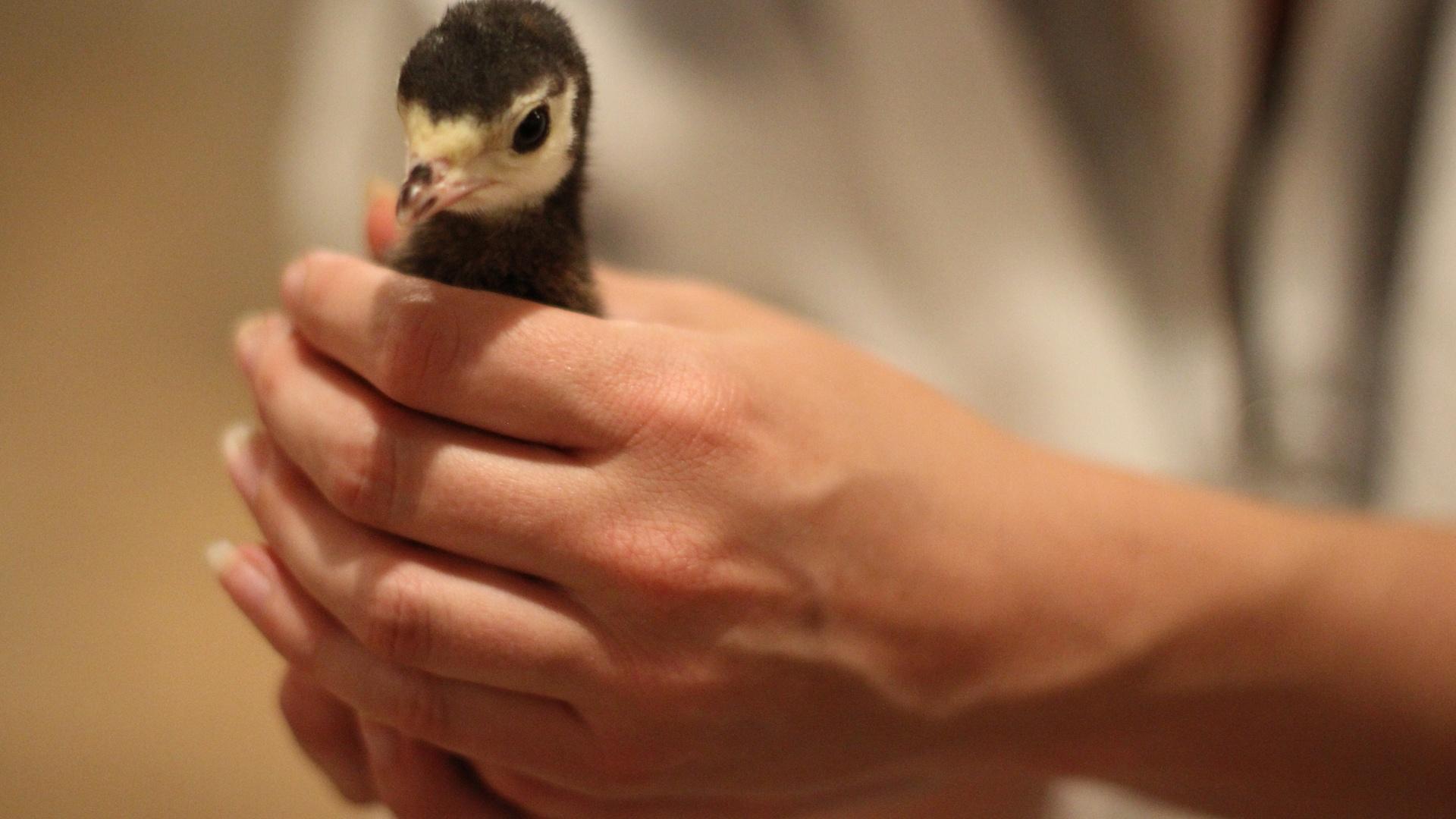 Thanksgiving Special: The Life of a Turkey | Cascade PBS