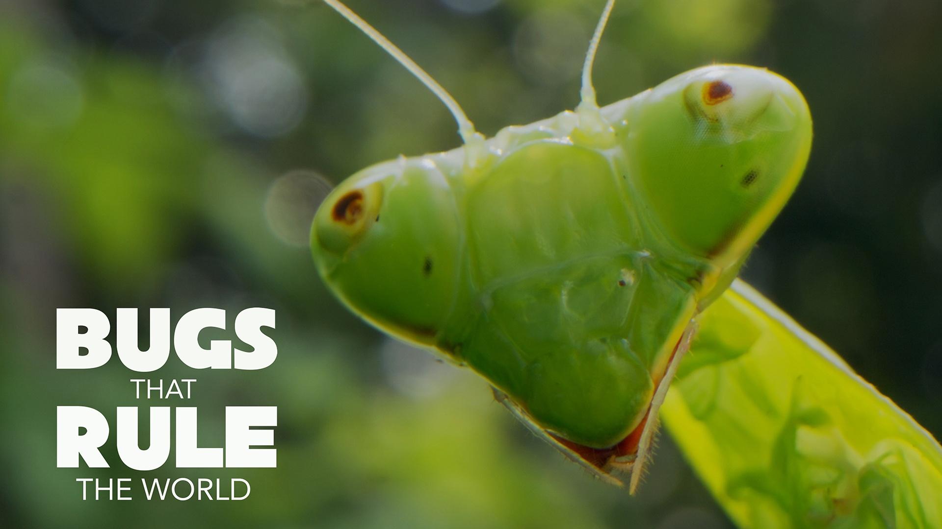 Bugs That Rule the World | Cascade PBS