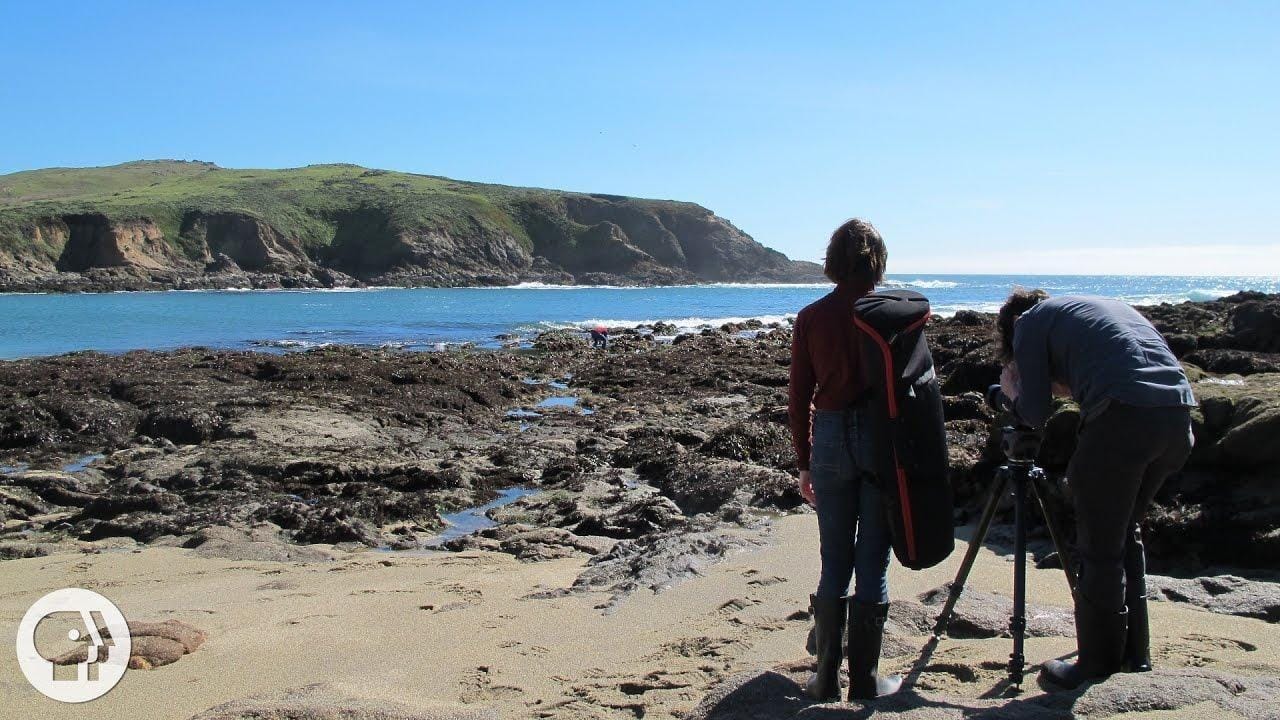 How long does it take to film a decorator crab putting on its seaweed hat? | Cascade PBS