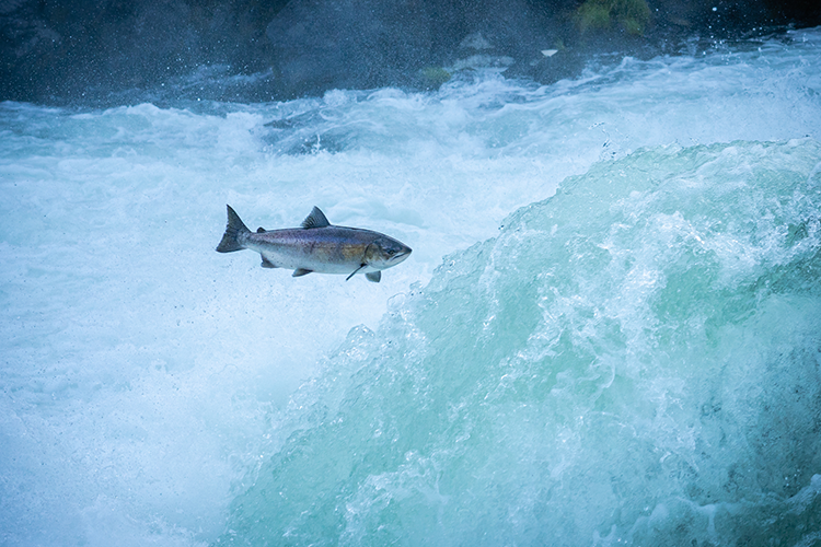 Can a new genetic discovery save the king of salmon before it's too ...