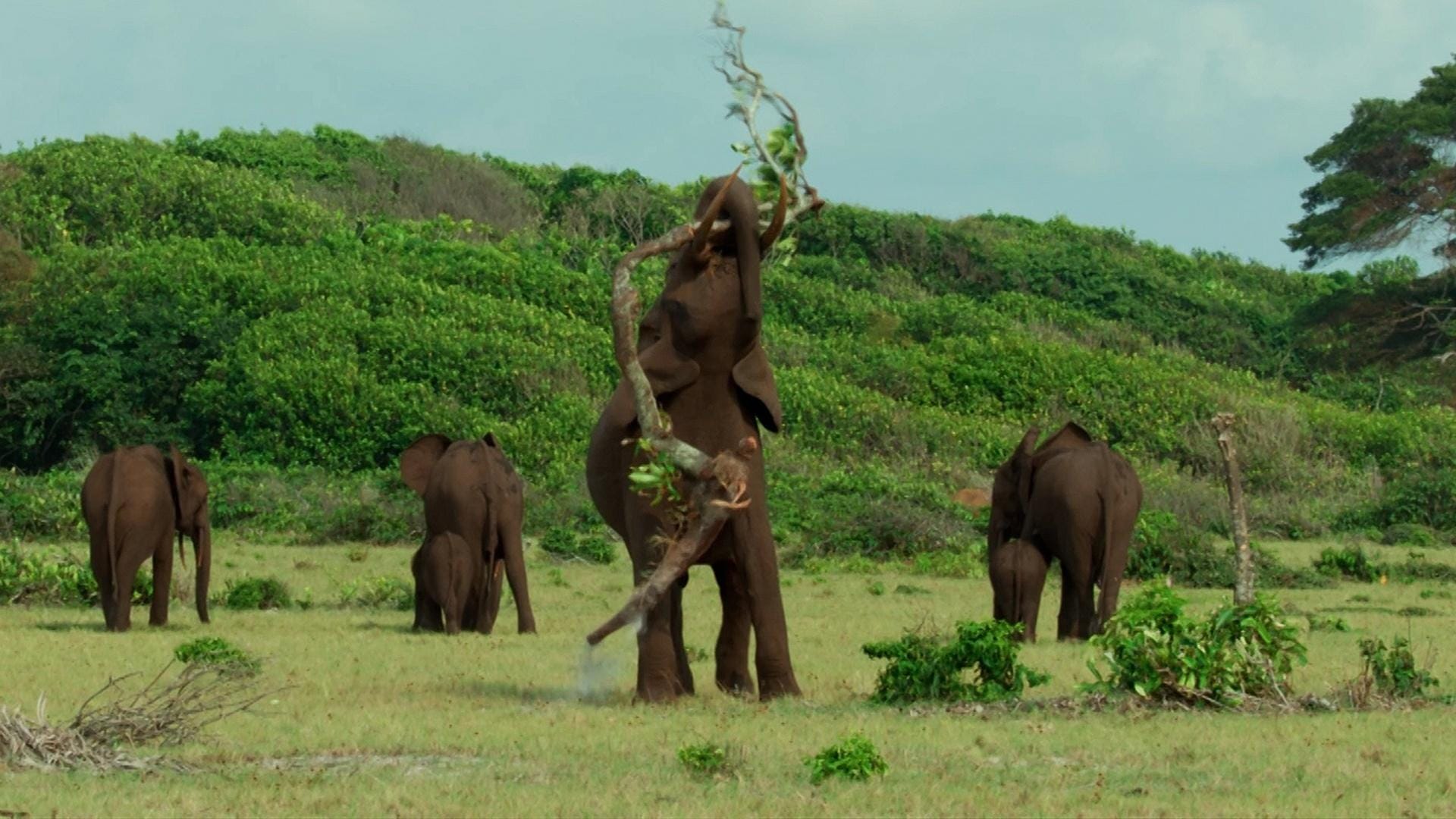 How Forest Elephants Warn Predators | Cascade PBS