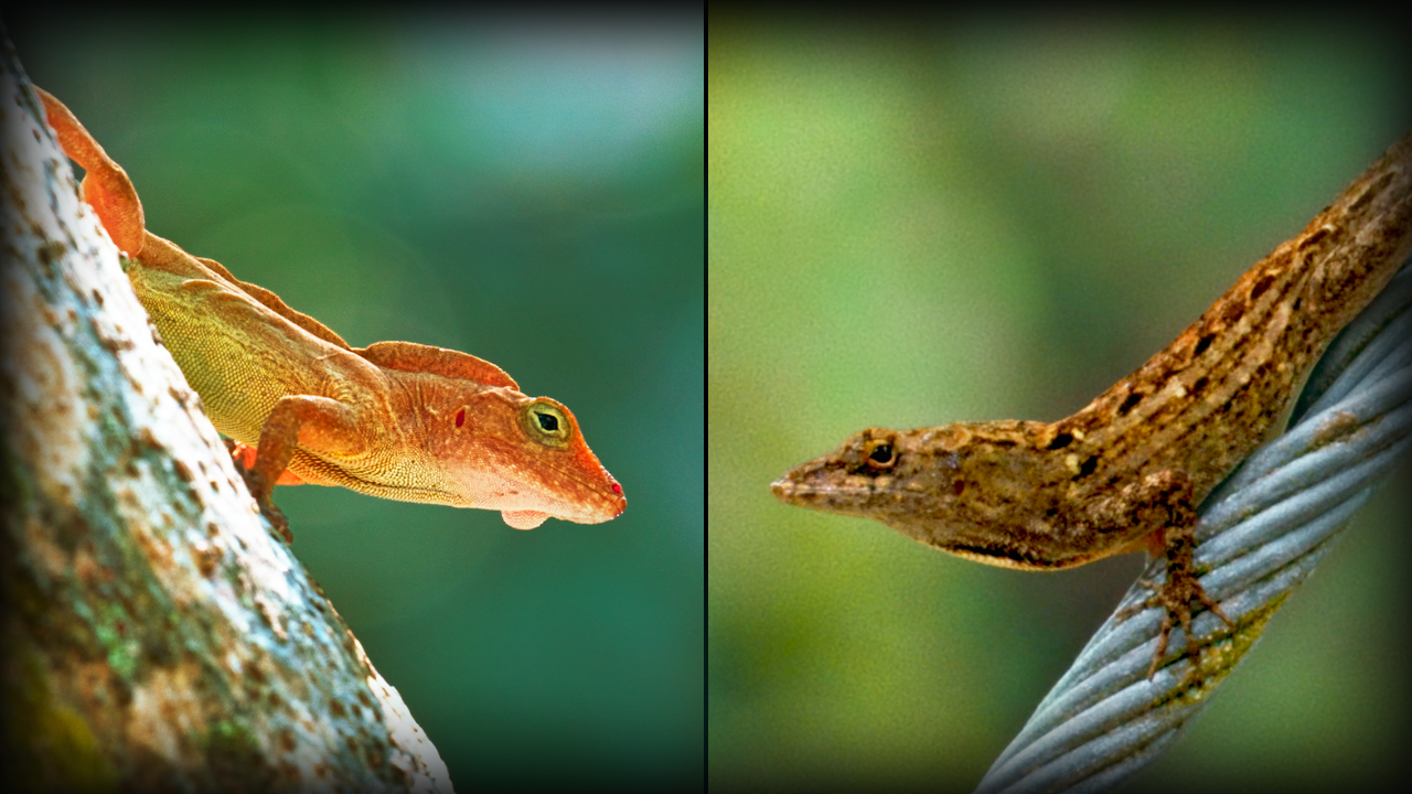 Why Are These Urban Lizards Evolving in Overdrive? | Cascade PBS