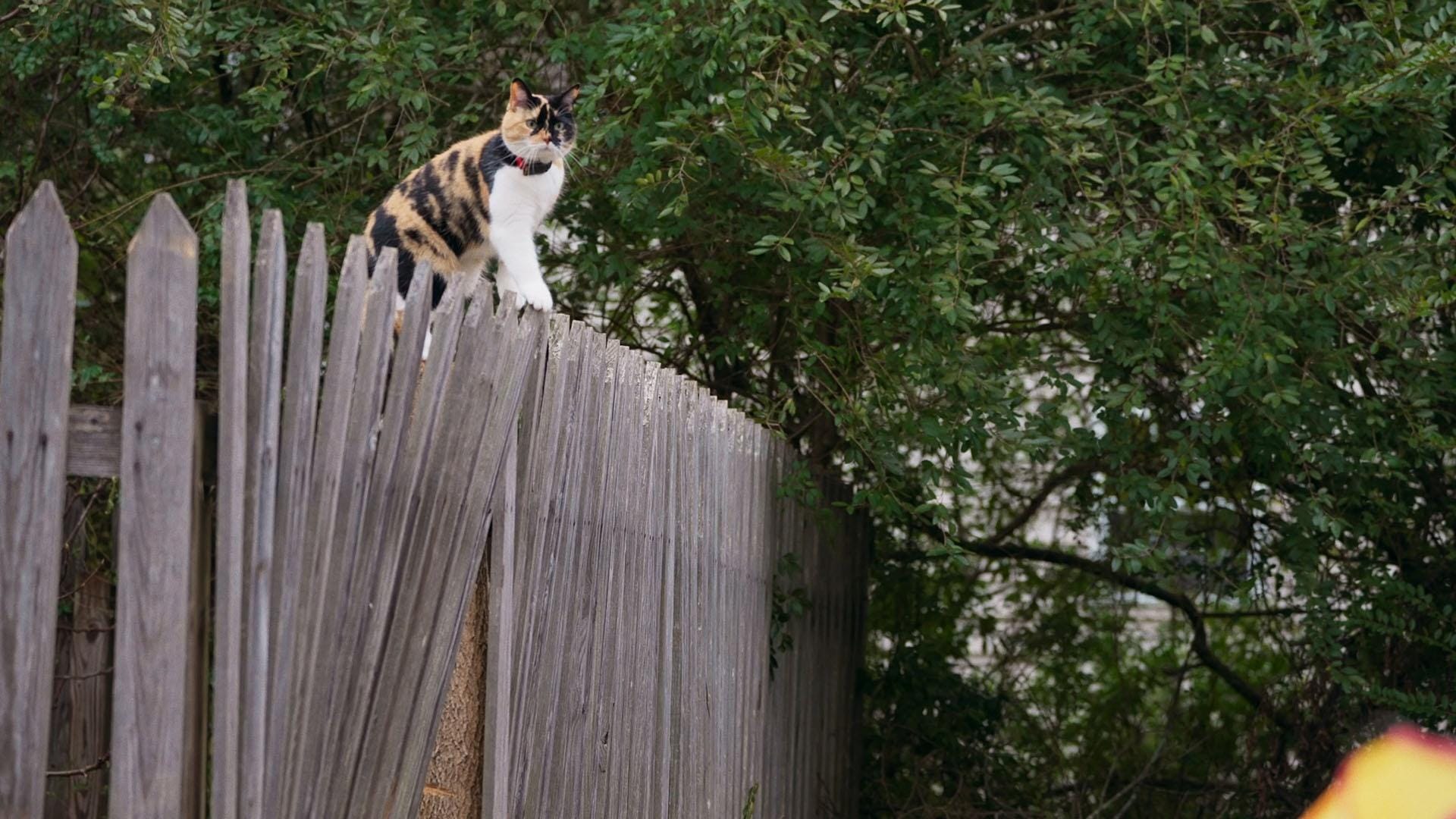 The Cat Tracking Device of the Future | Cascade PBS
