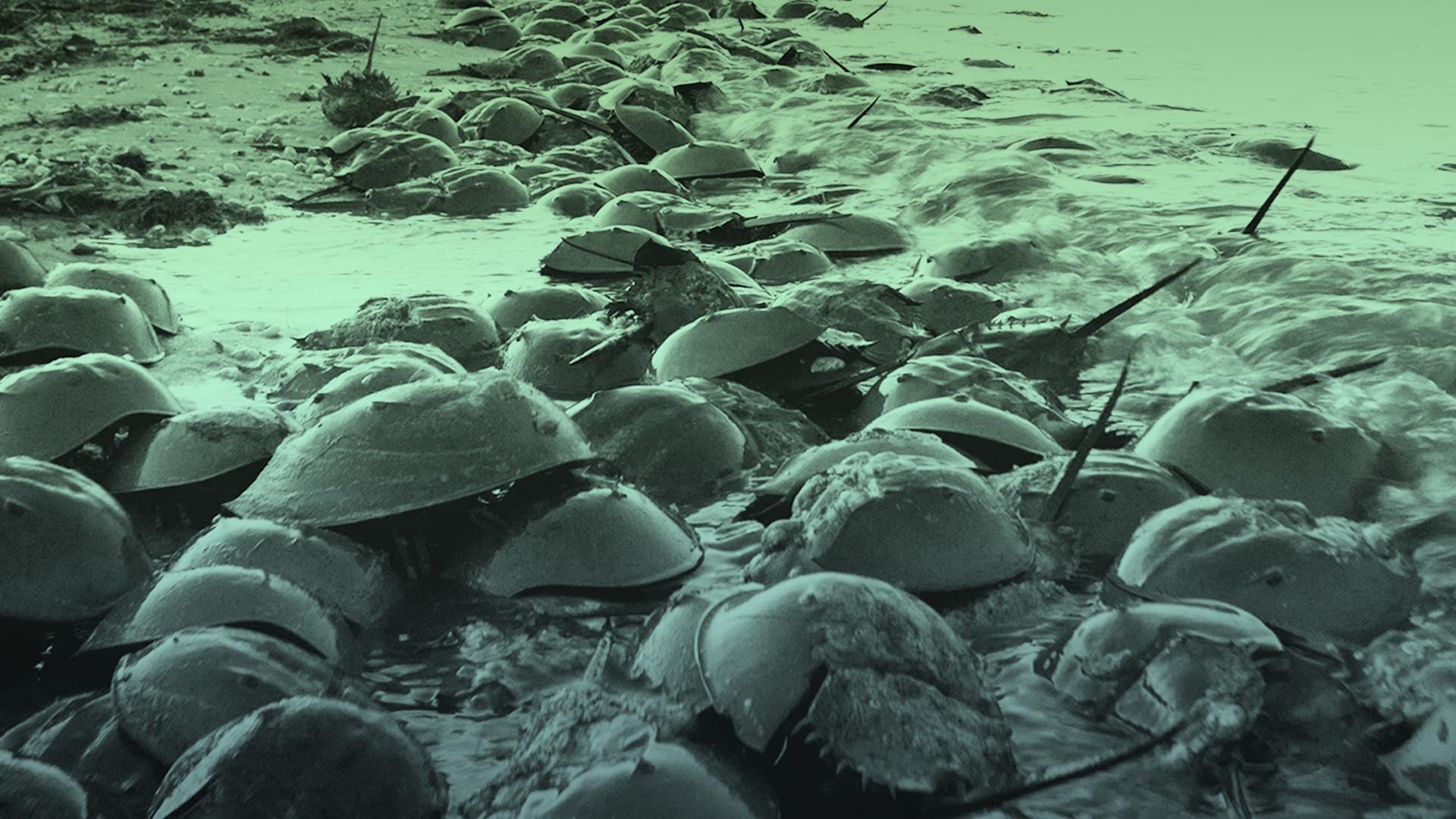 Every spring, the beaches of Delaware Bay play host to one of the world ...