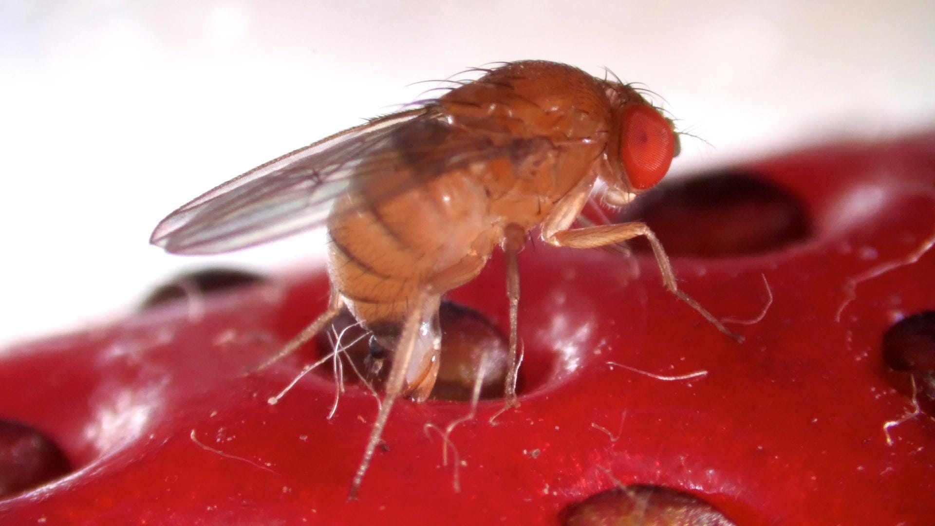 This Freaky Fruit Fly Lays Eggs in Your Strawberries | Cascade PBS