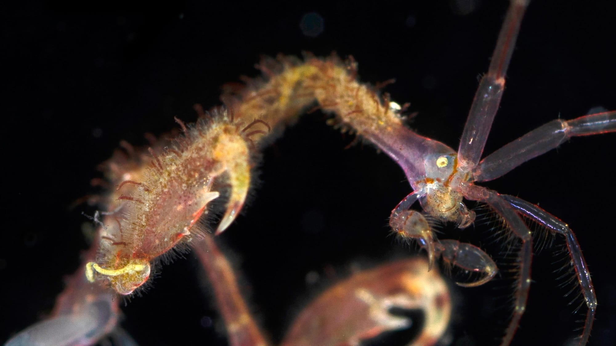 Skeleton Shrimp Use 18 Appendages to Feed, Fight and ... Frolic ...