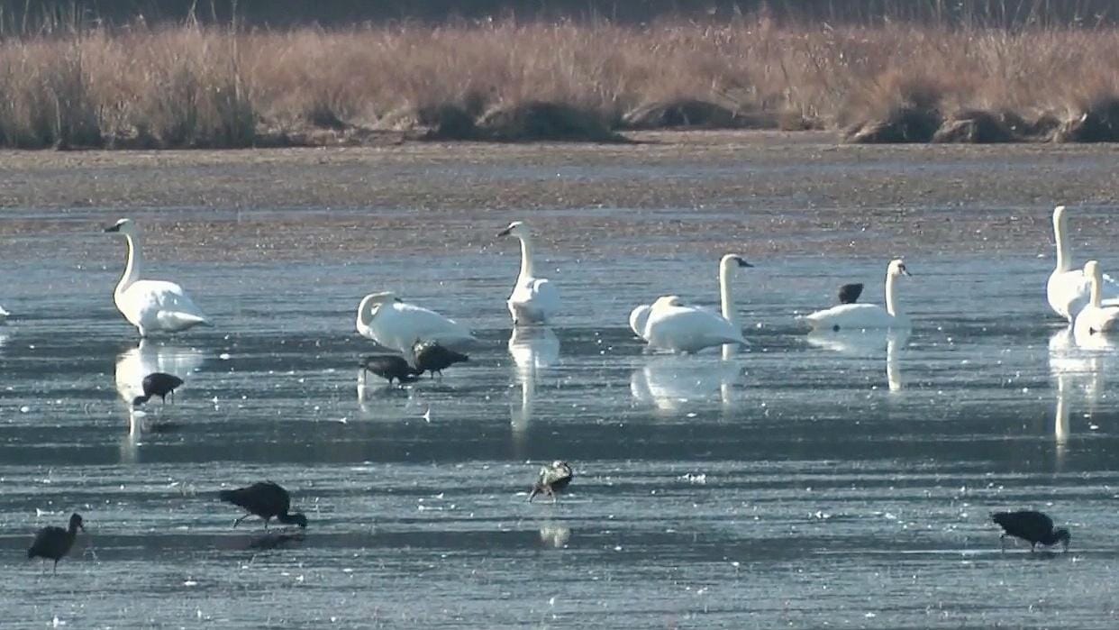The ACE Basin offers one of the largest pieces of protected land on the ...