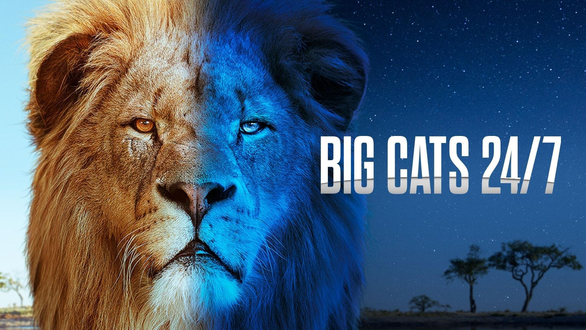 Big Cats 24/7 | Cascade PBS