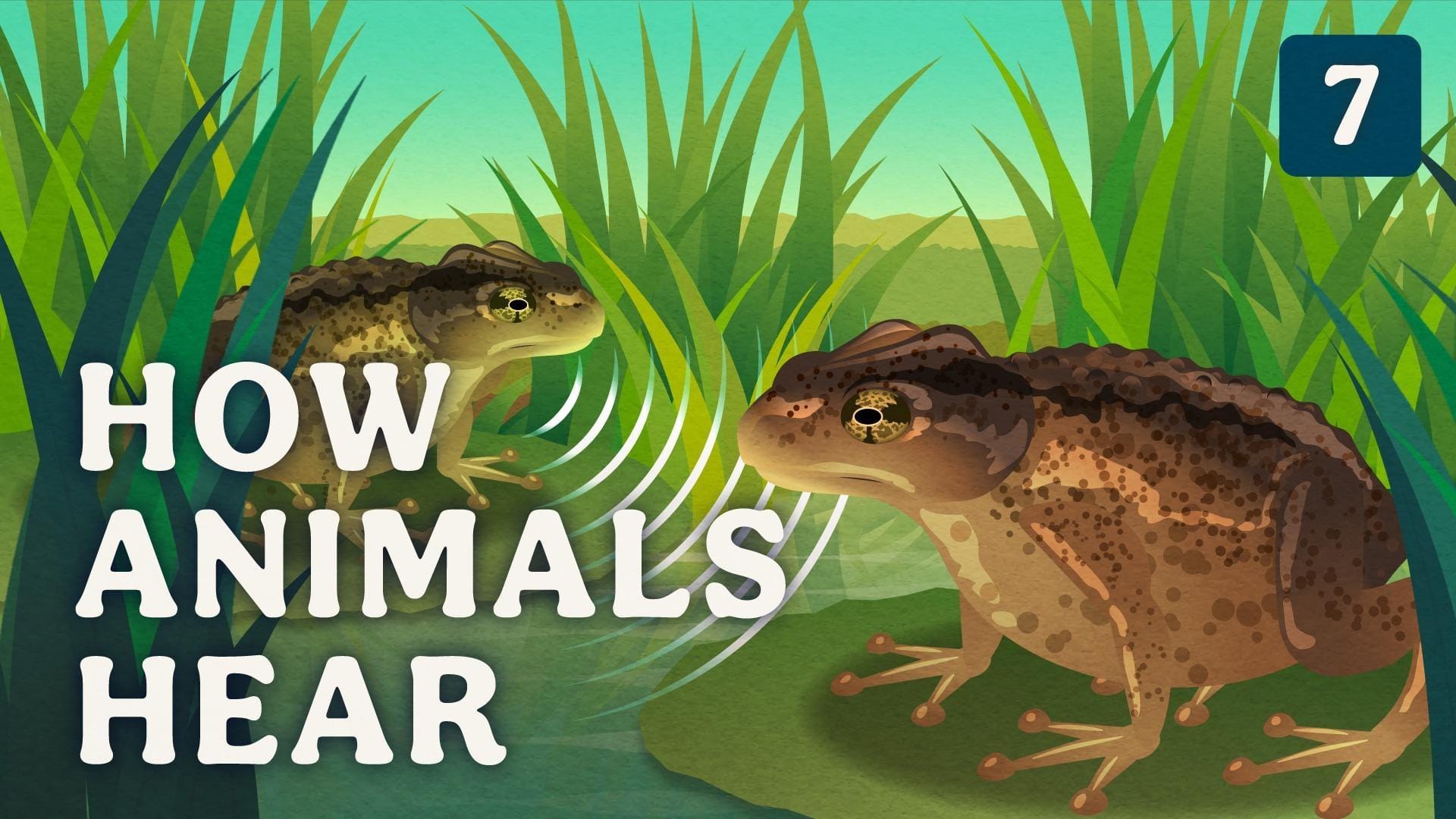 We explore the evolution of ears and animals' genetic adaptations of ...