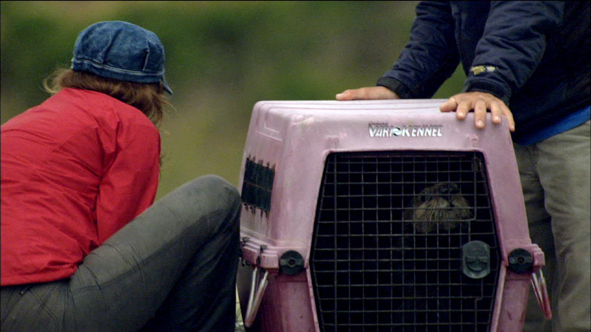 The aquarium team decides to release 501 back in the wild. | Cascade PBS