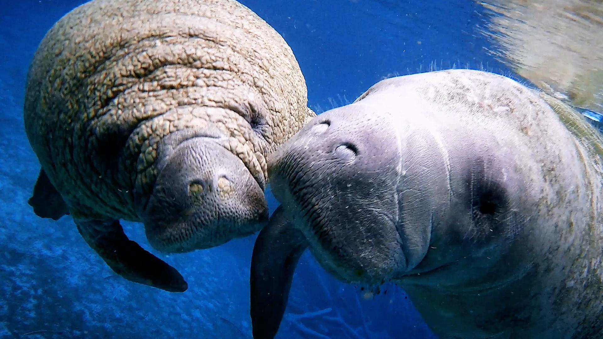 Manatees finally return to these restored Florida rivers.