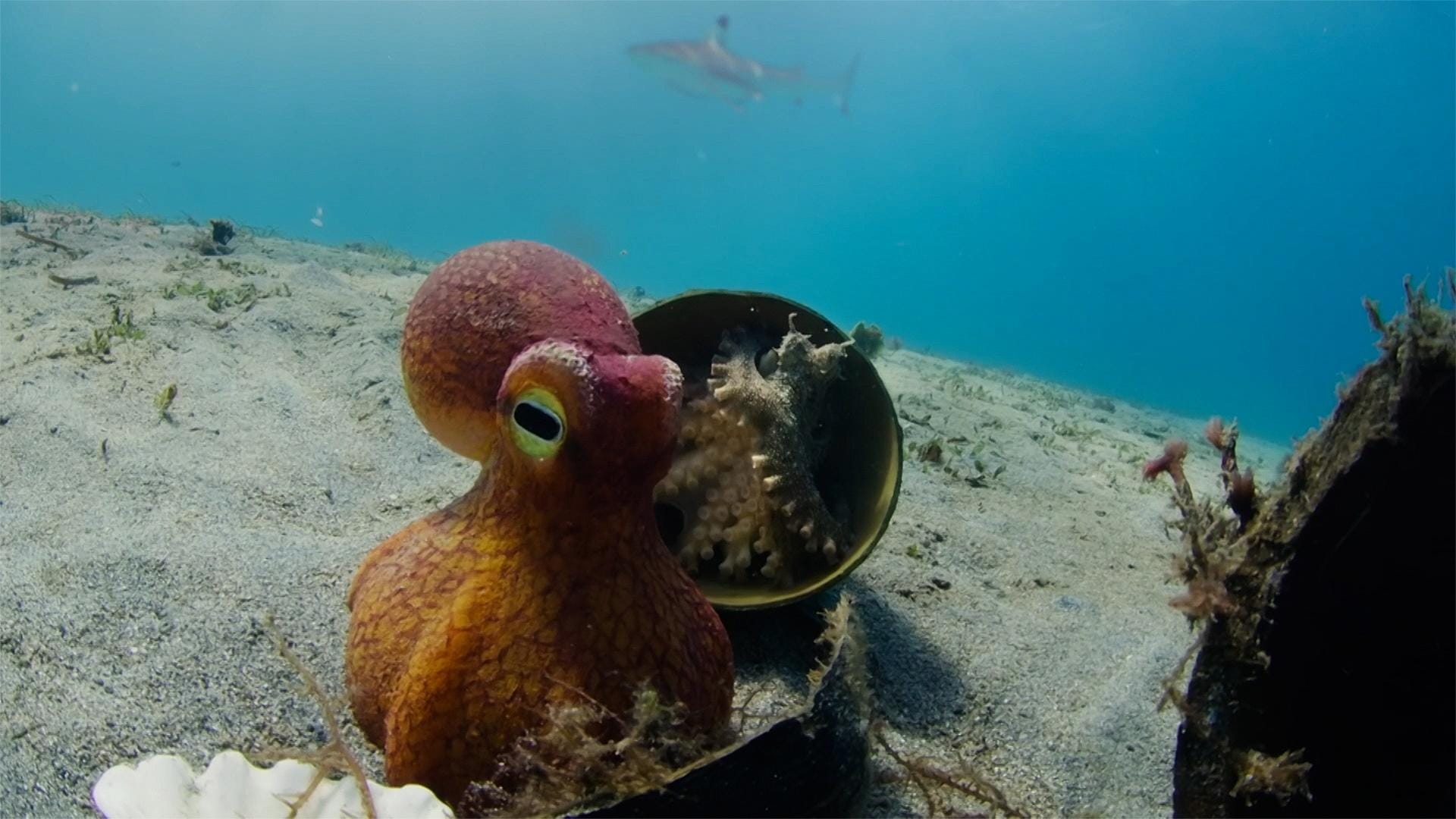 Spy Octopus Helps Friend Hide From Shark | Cascade PBS