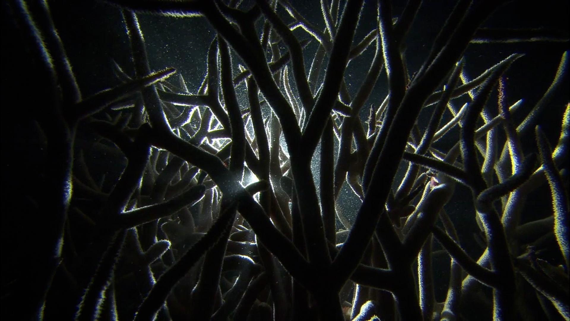 Learn how the perfect combination of temperatures, tides and currents helps coral spawn ...