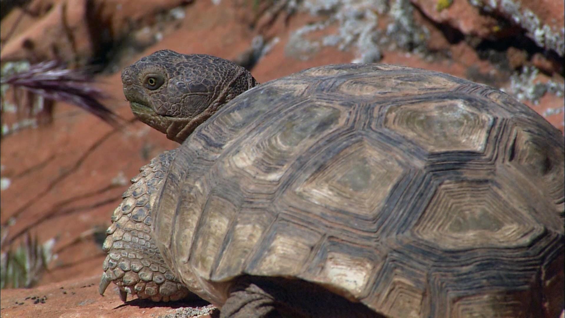 Host David Yetman makes a trek to discover more about the desert ...