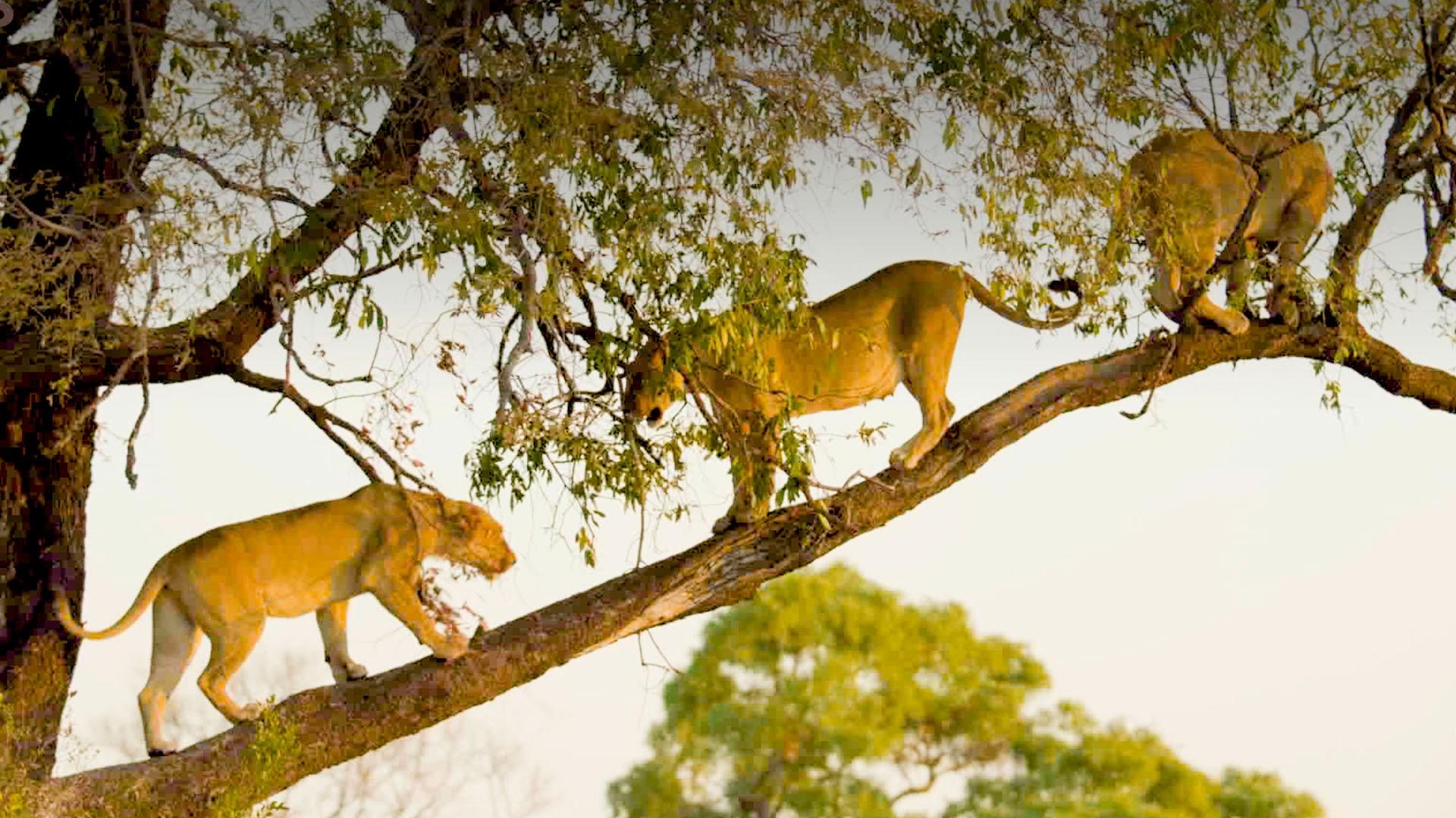 In the Okavango Delta, all three of these big cats are taking advantage ...