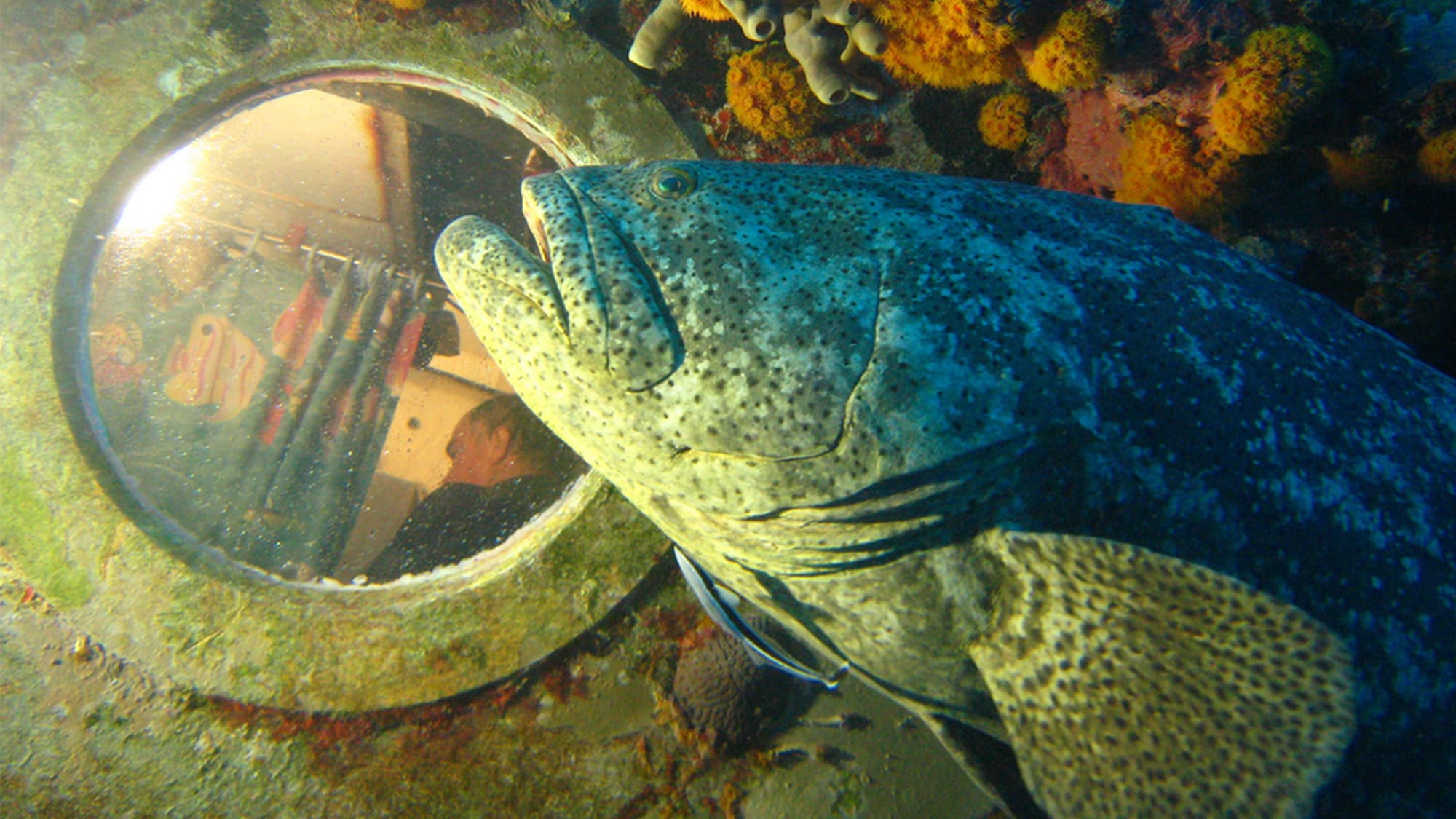 After being fished to near extinction, Goliath Groupers are making a ...