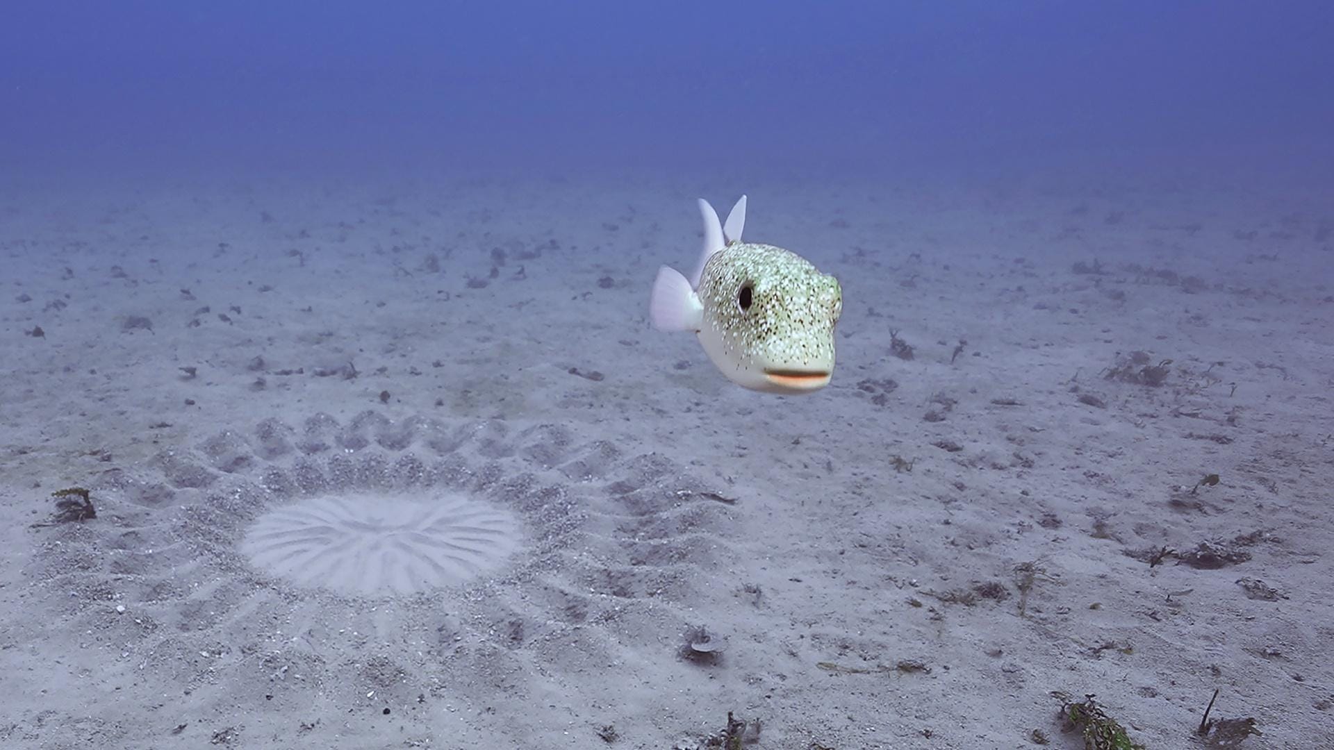 Male Japanese pufferfish build exquisite sand sculptures to attract a ...