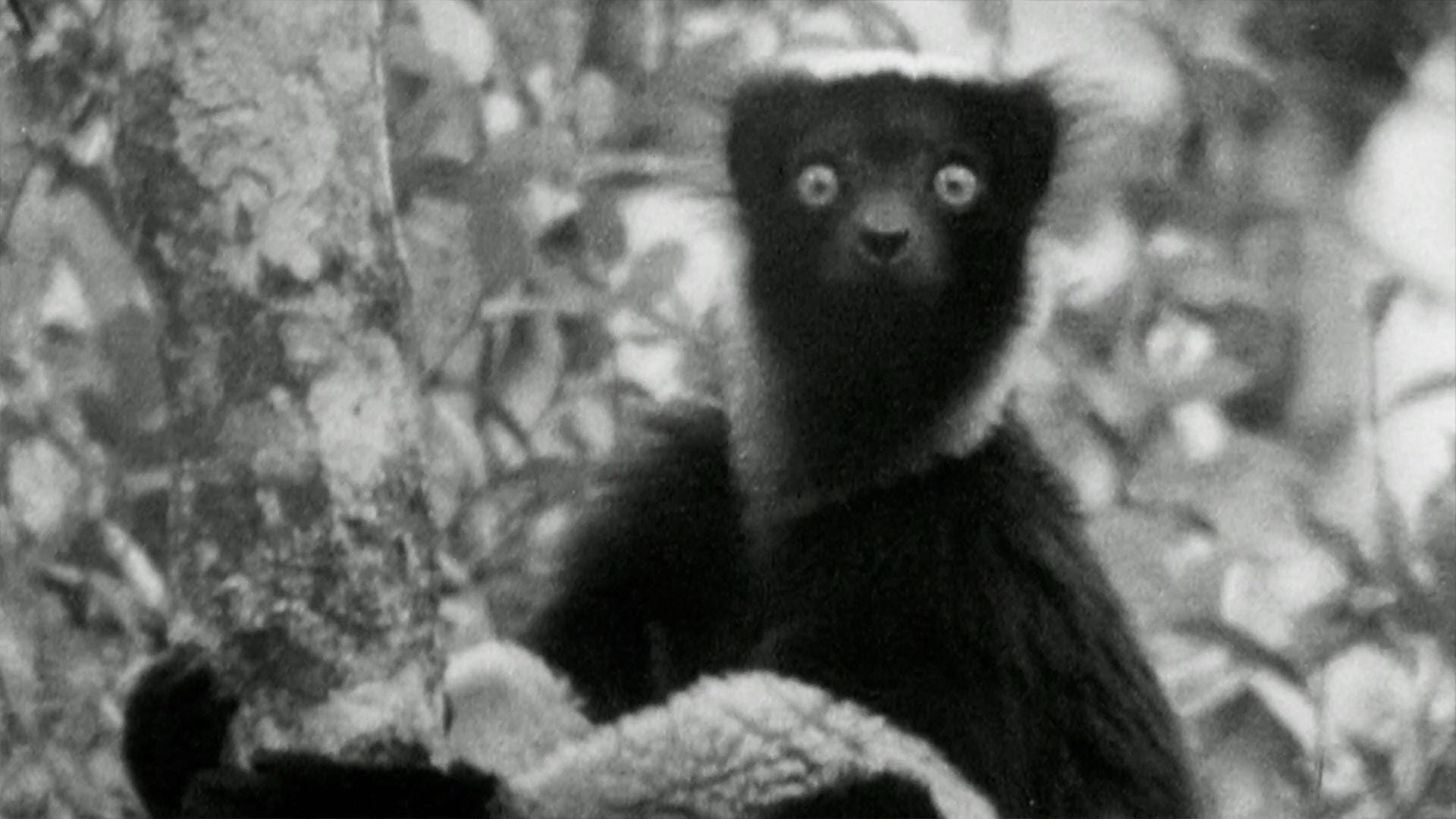 Young David Attenborough Records First Lemur Sounds | Cascade PBS