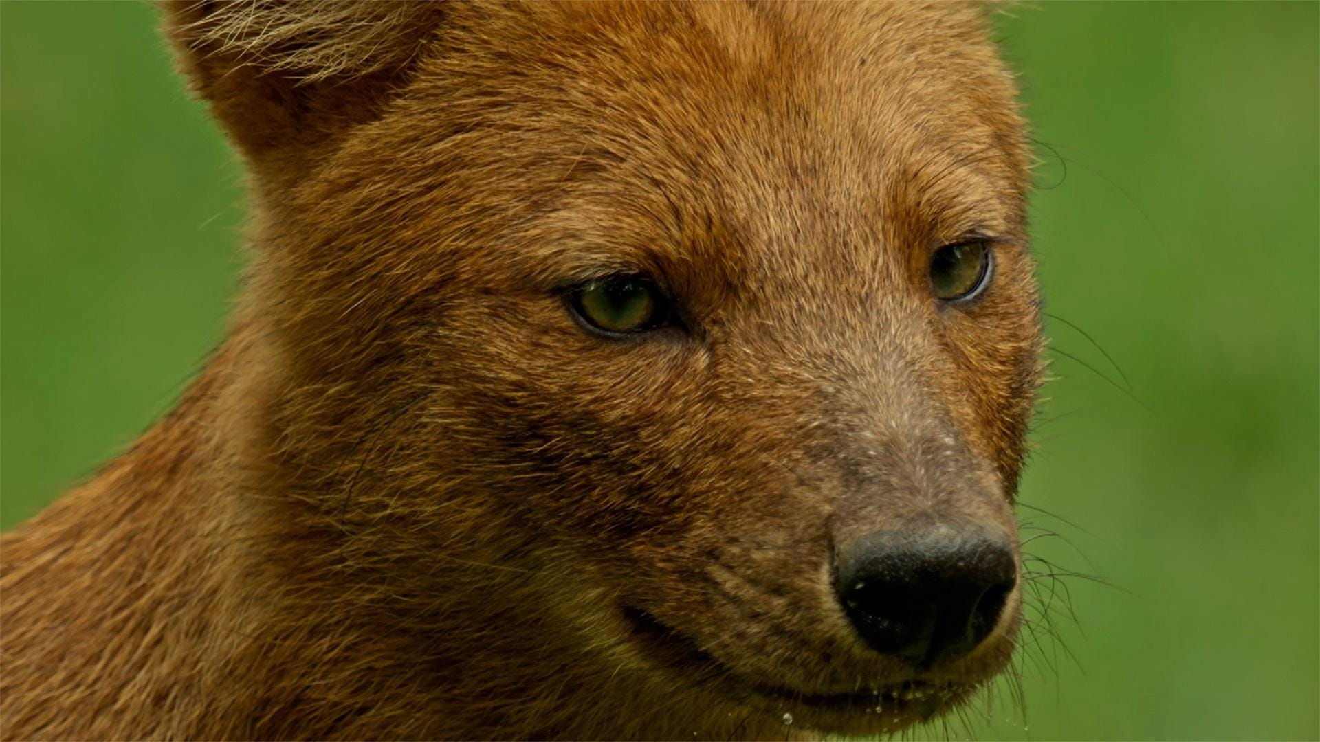 To survive in the forests of southern India, dholes must work together ...