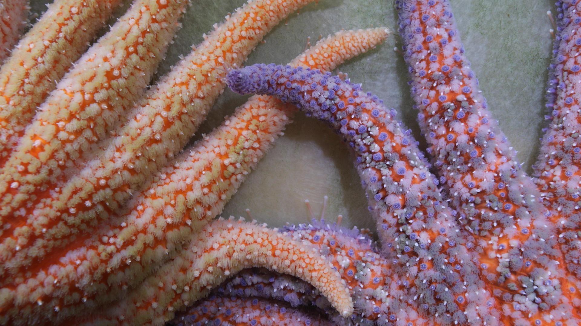 A solution for sea star declines; A musical harp helps us understand ...