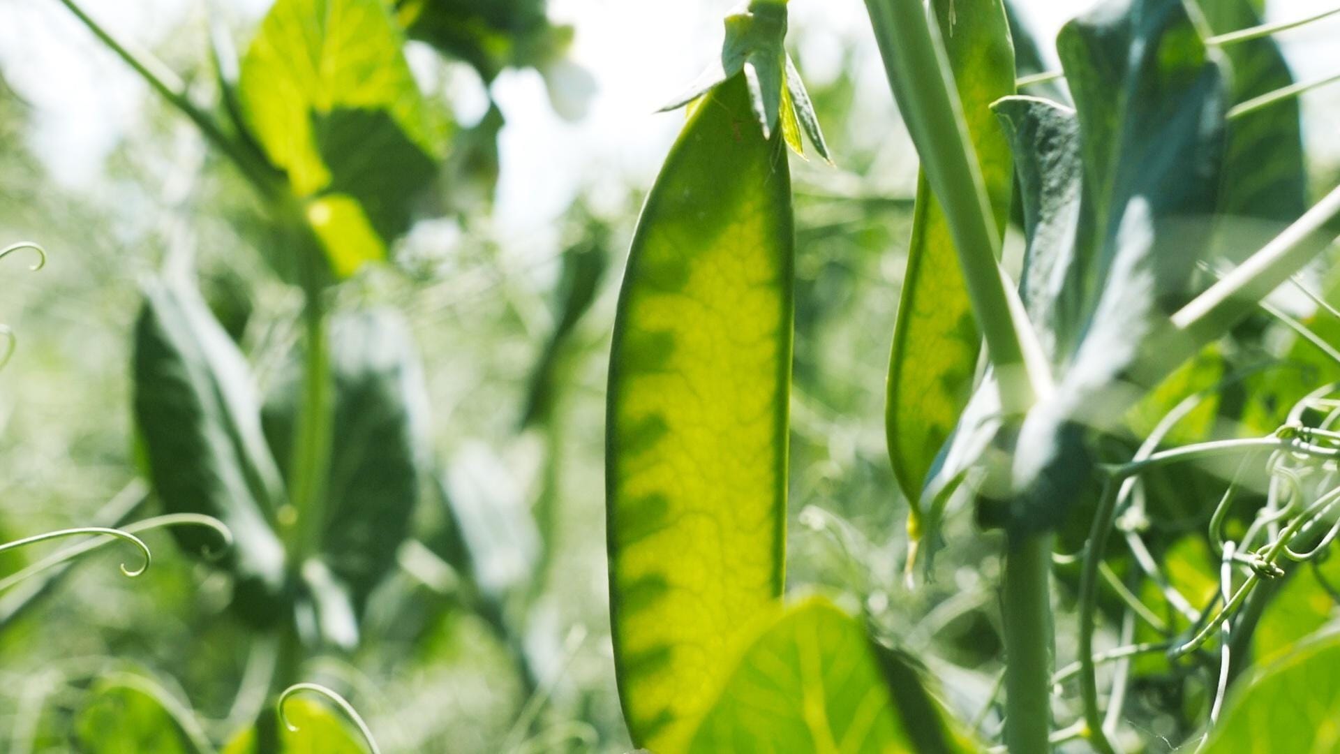 Minnesota's Alt-Meat Revolution | Preview | Cascade PBS