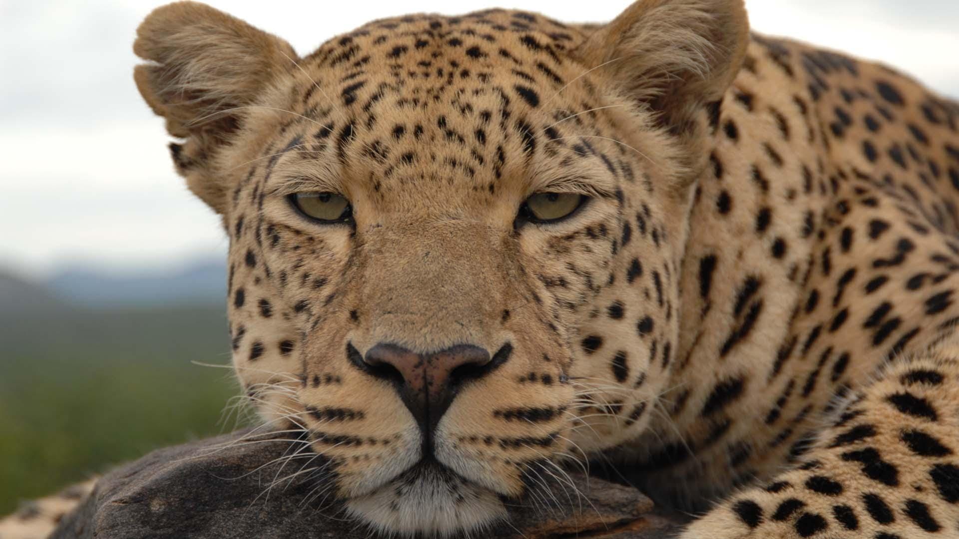 Big Cats | Cascade PBS