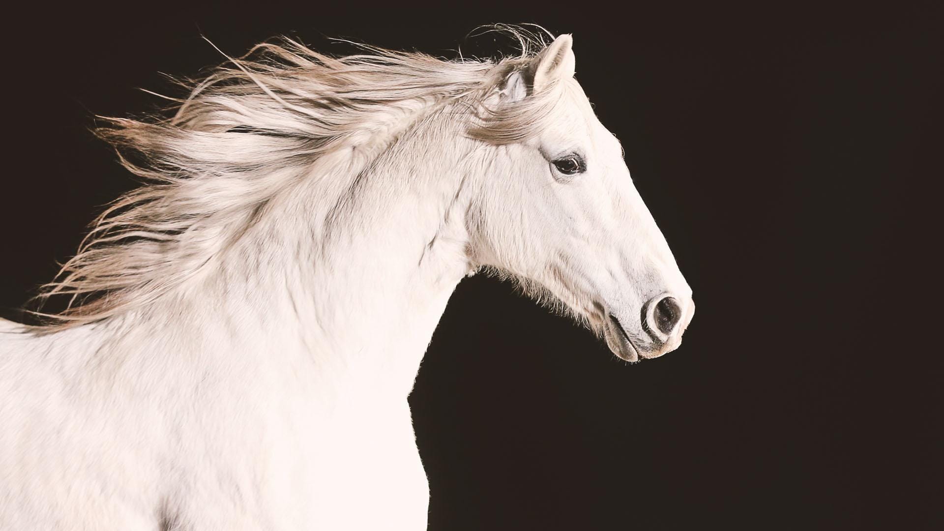 Official Preview: Equus "Story of the Horse" | Cascade PBS