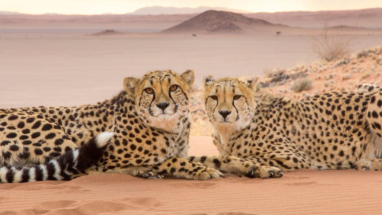 Inside Look: Super Cats | Cascade PBS