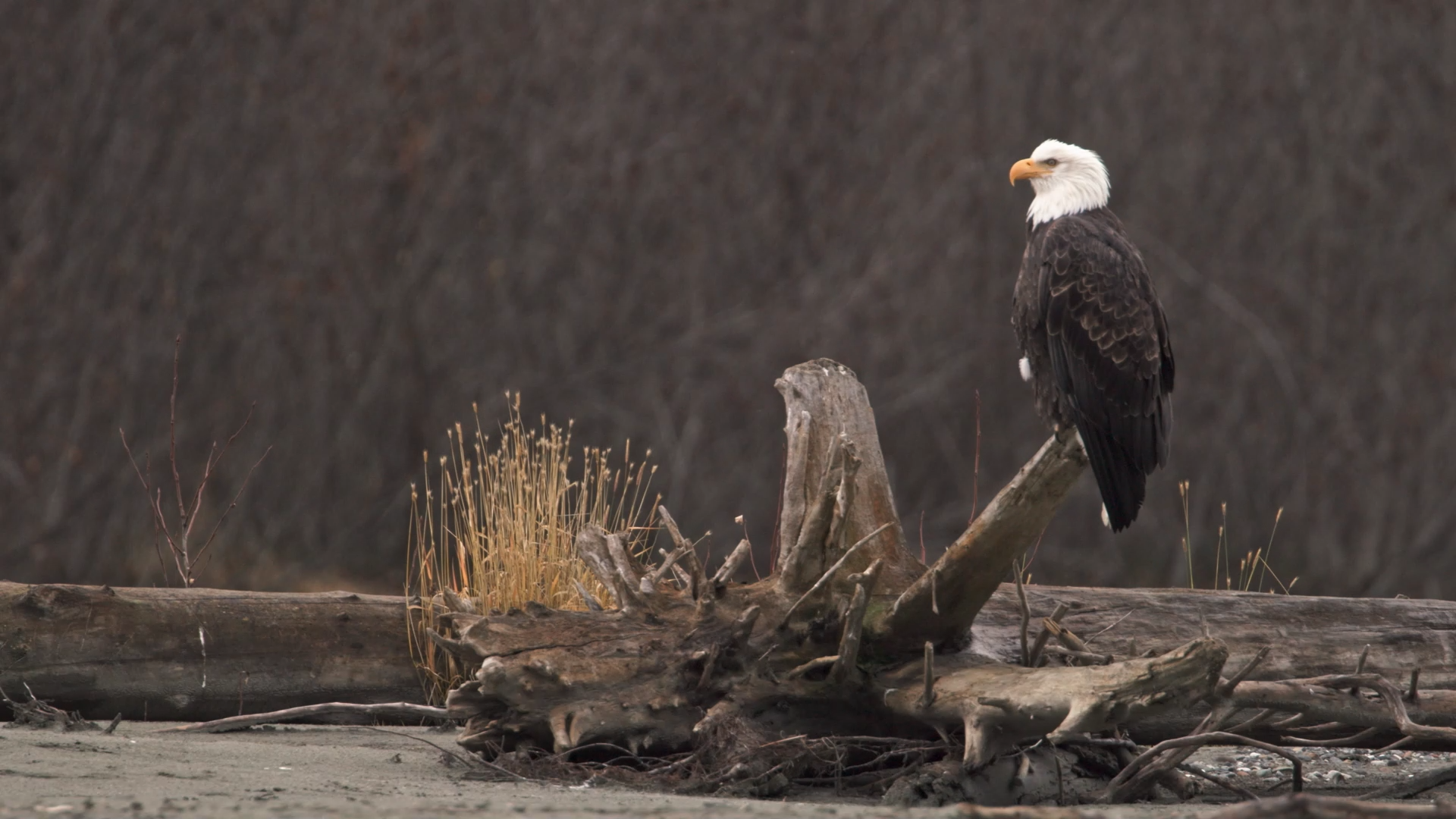 The American Bald Eagle Preview | Cascade PBS