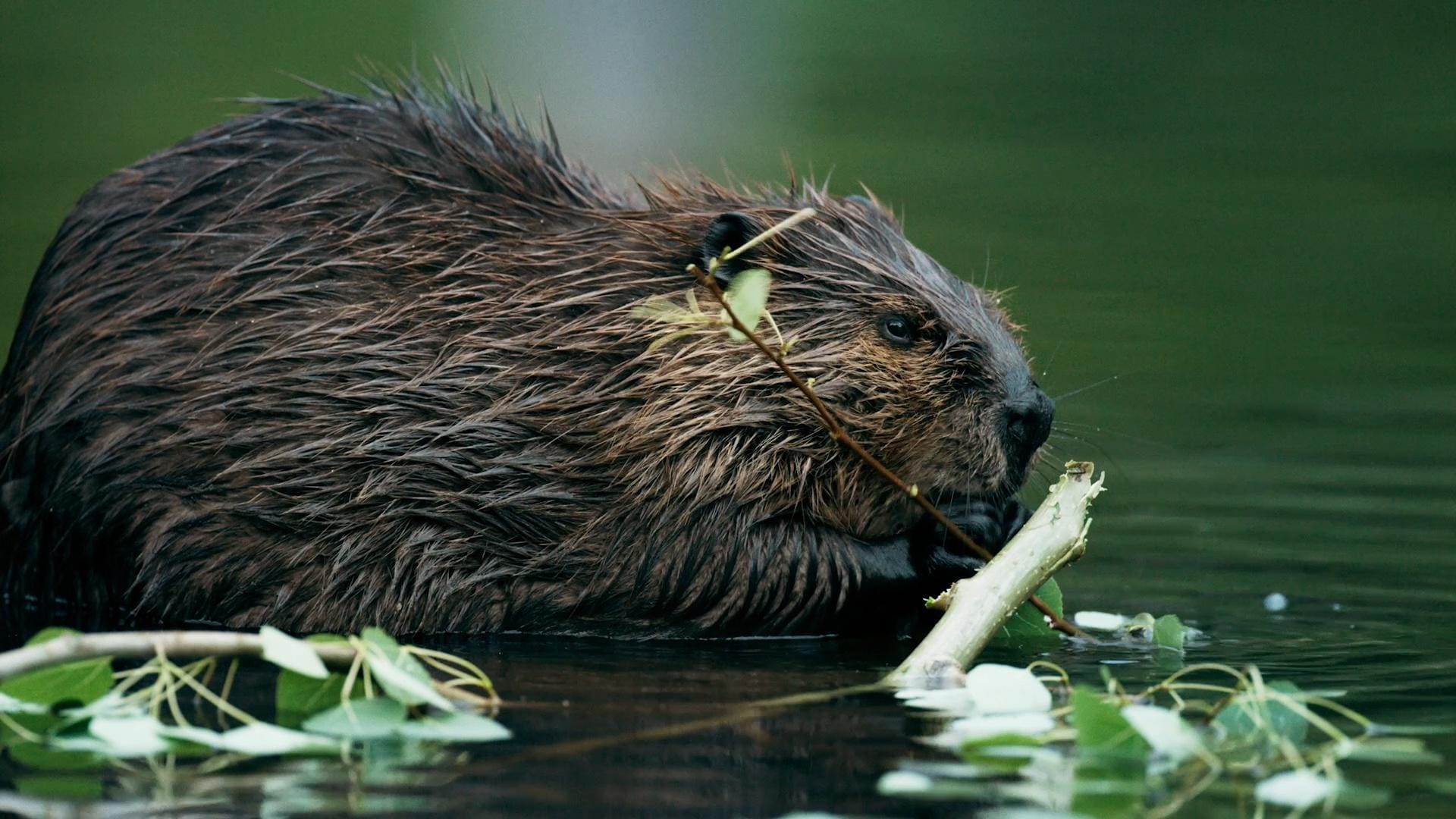 The Beaver Boom: How One Rodent Shaped a Continent | Cascade PBS
