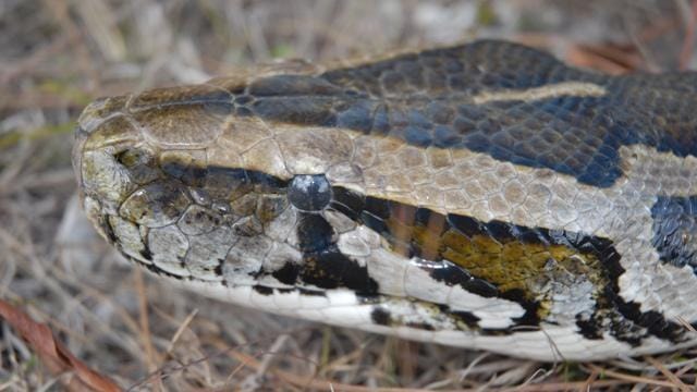 Invasion of the Giant Pythons - Preview | Cascade PBS