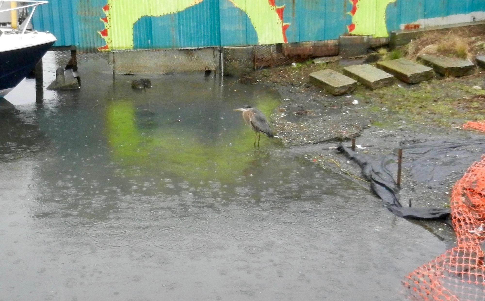 Clean water proves an elusive goal around Puget Sound | Cascade PBS