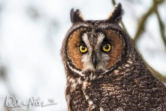 Owls bring out the cuckoo in bird lovers | Cascade PBS
