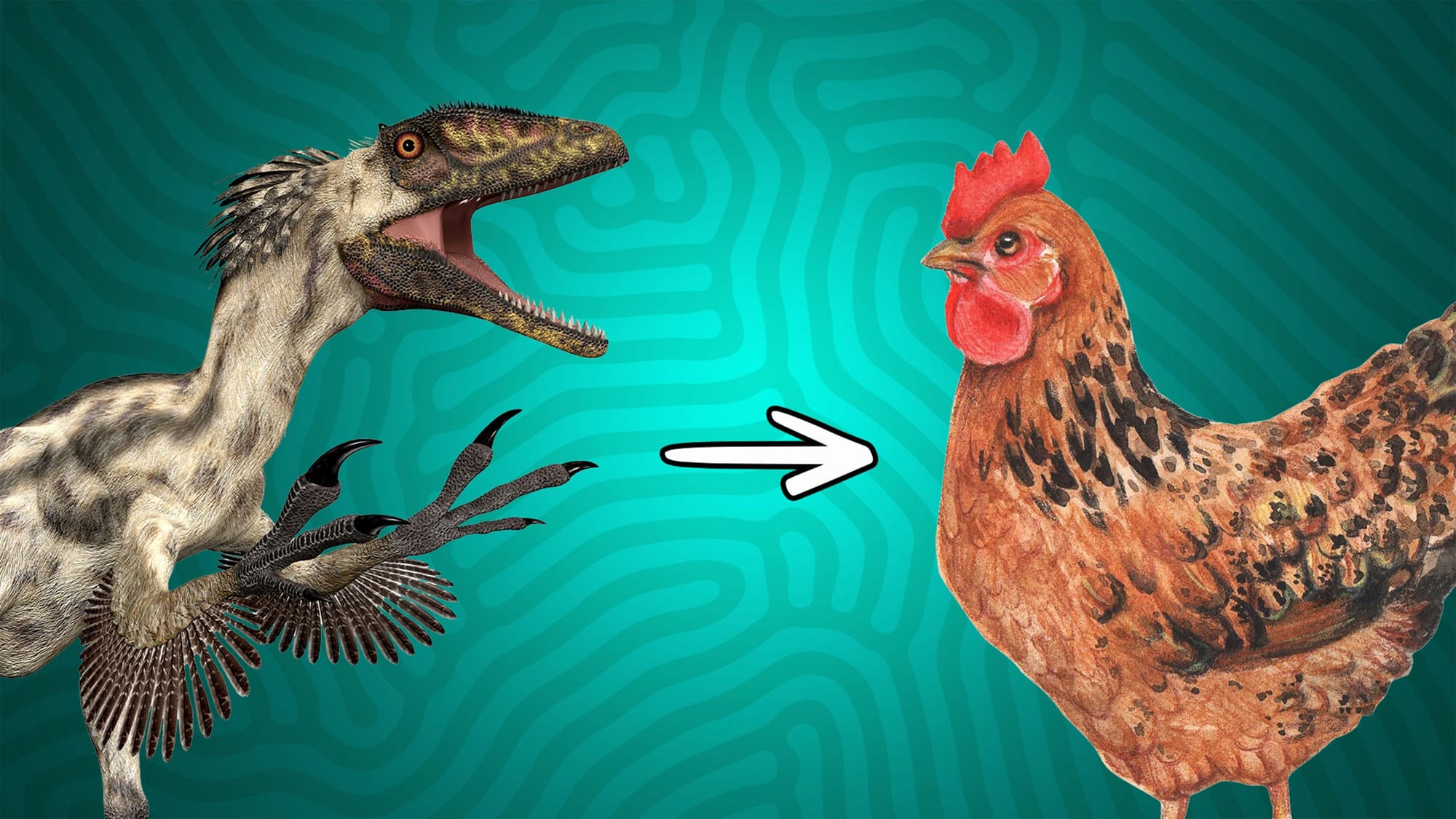 How Feathered Dinosaurs Accidentally Invented Flight | Cascade PBS