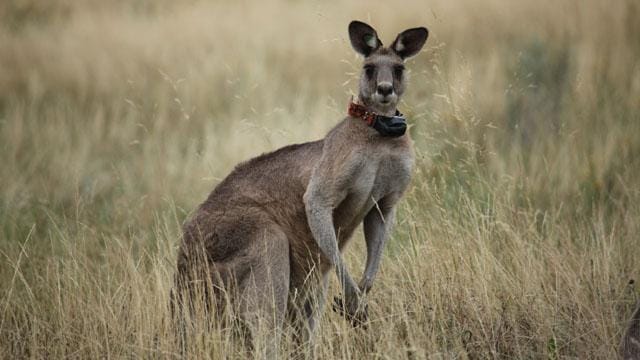 Kangaroo Mob - Preview | Cascade PBS