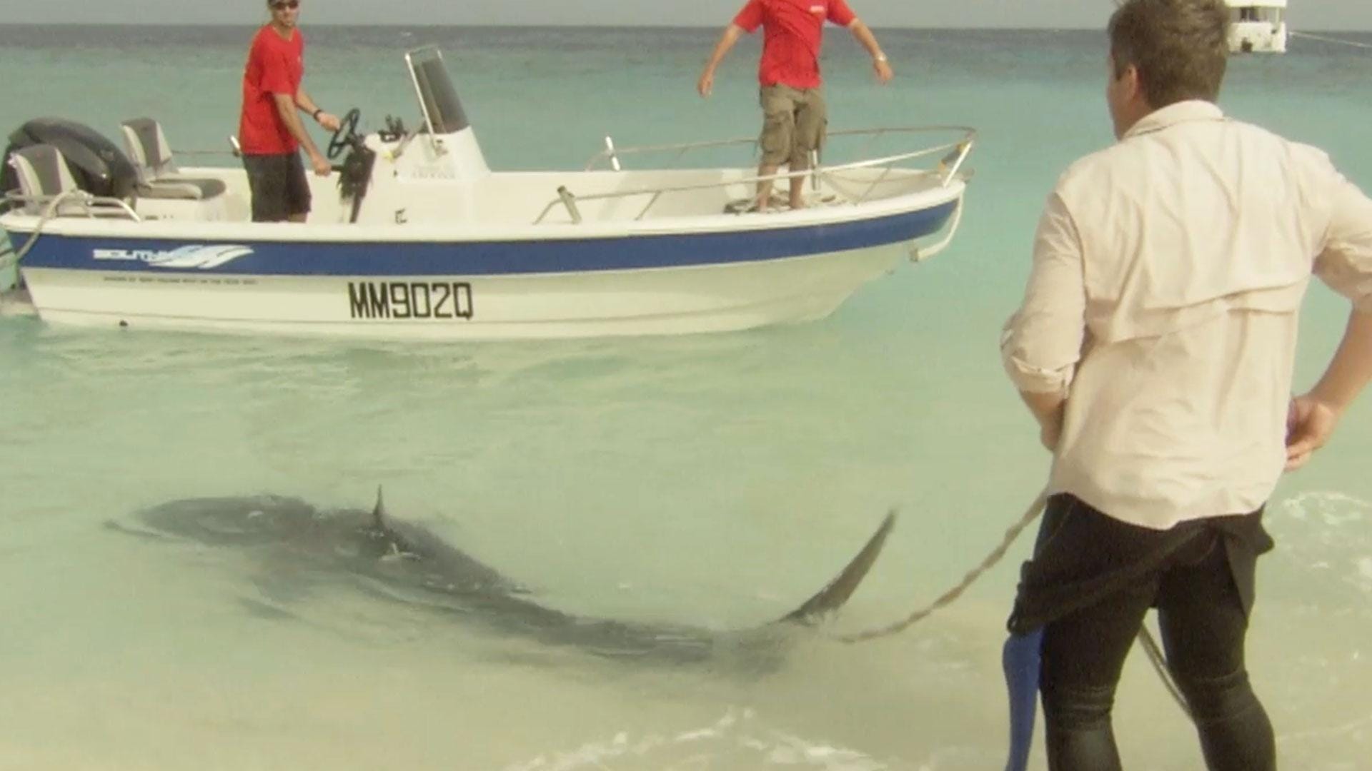Shark Scientist Richard Fitzpatrick Tags a Tiger Shark | Cascade PBS