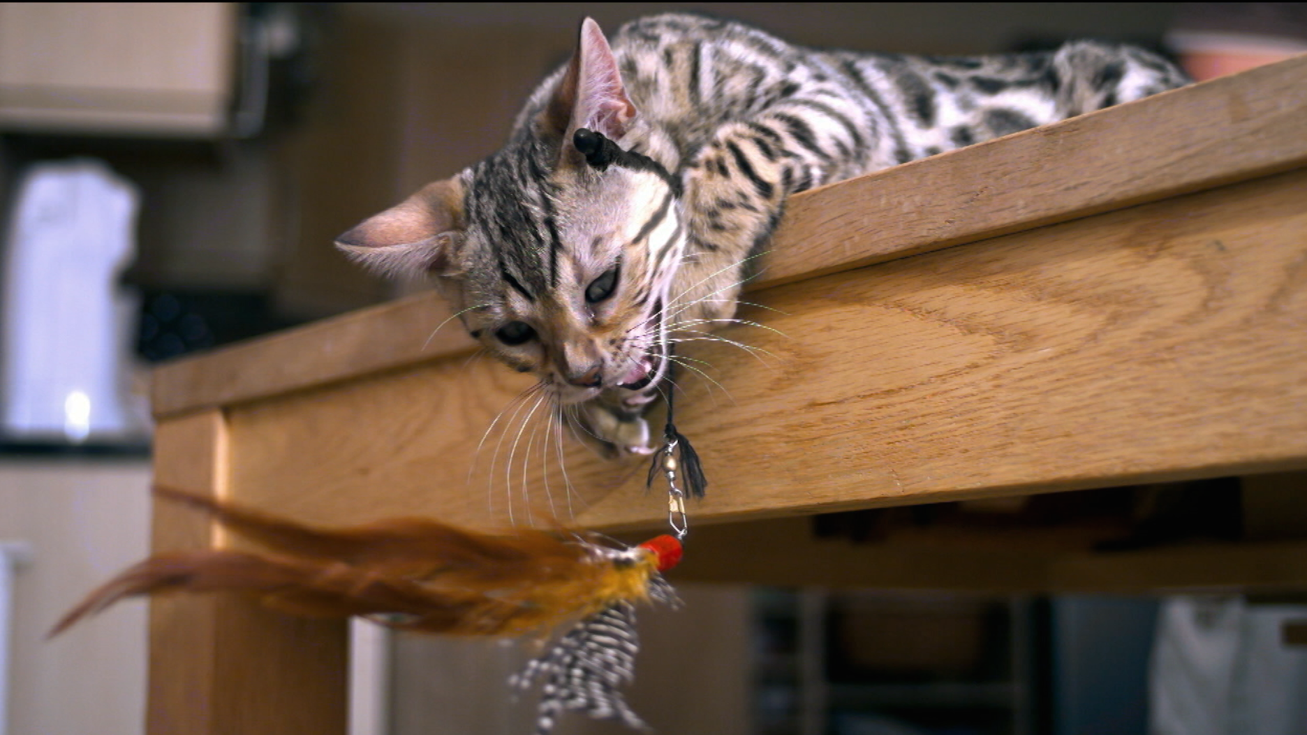 PETS Wild at Heart | Episode 1 | Preview | Cascade PBS